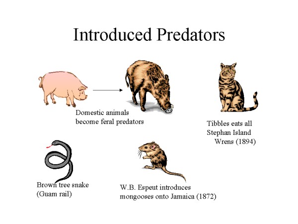 Introduced Predators