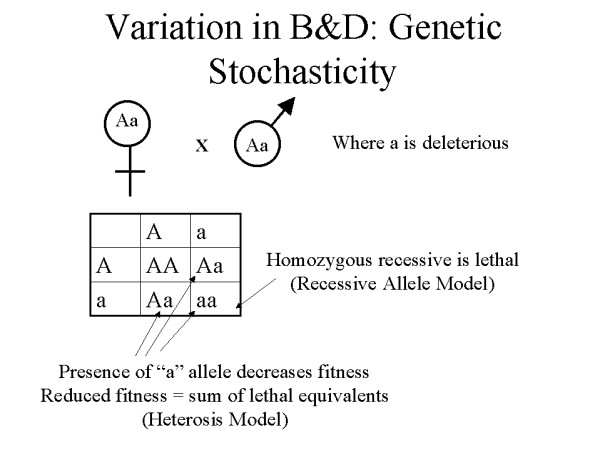 Variation in B&D: Genetic Stochasticity
